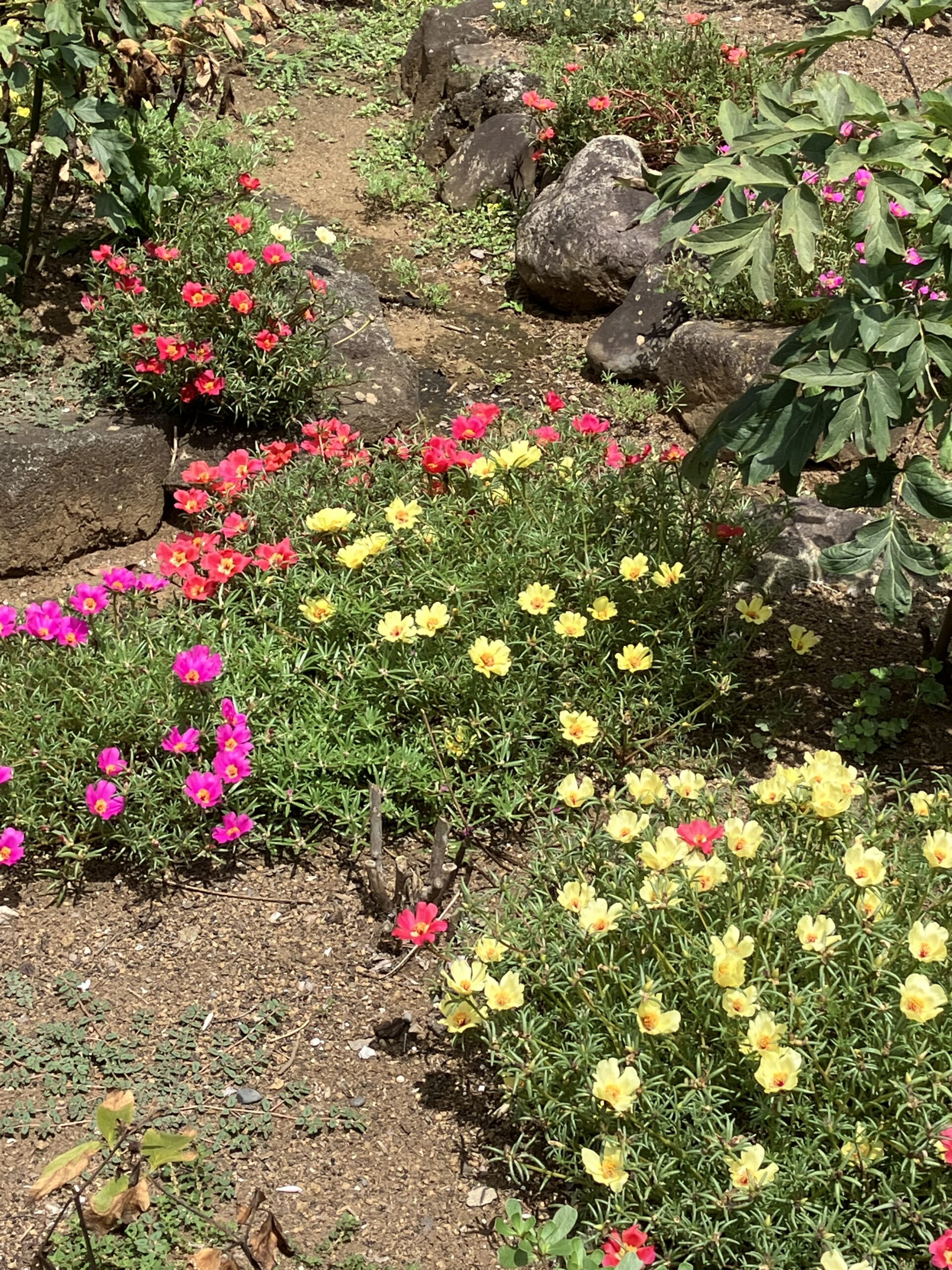 マツバボタン – 柏市民納骨堂ブログ